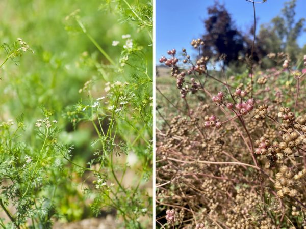 Chef Garden Spotlight: Criollo Cilantro - Sonoma Hills Farm